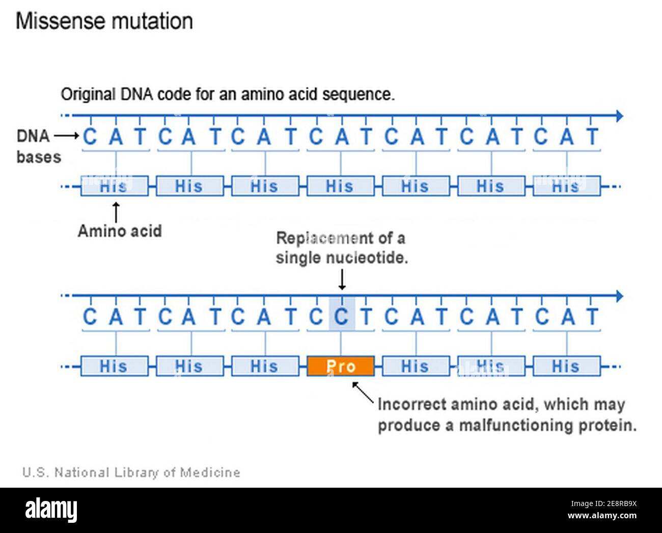 Missense Mutation Example Stock Photo - Alamy
