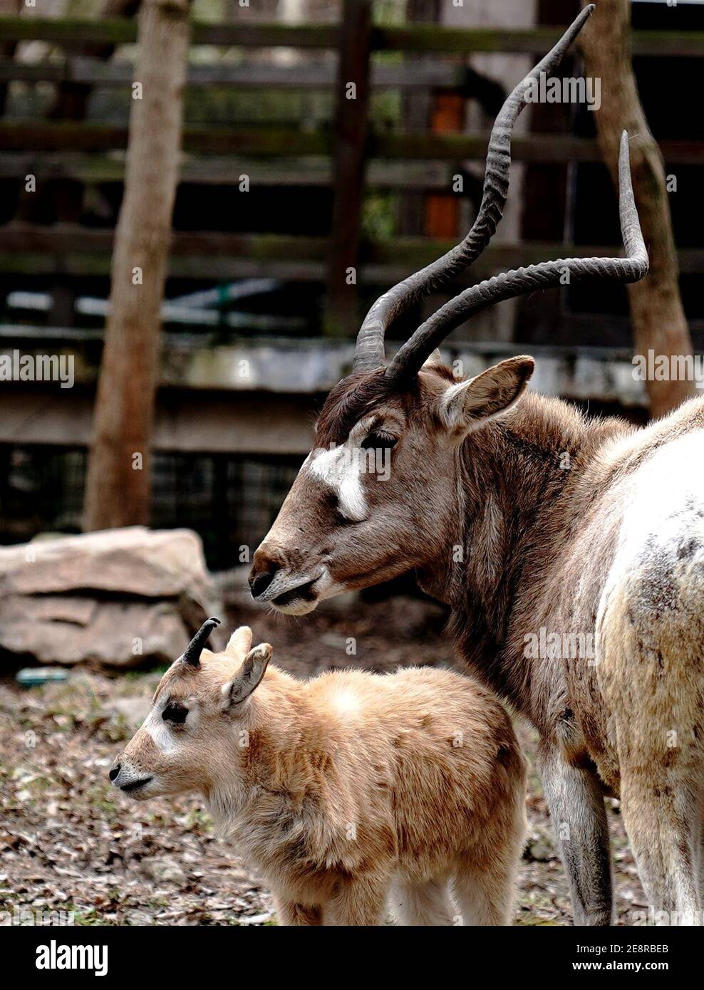 Shanghai, China. 31st Jan, 2021. An addax (addax nasomaculatus) cub (L ...