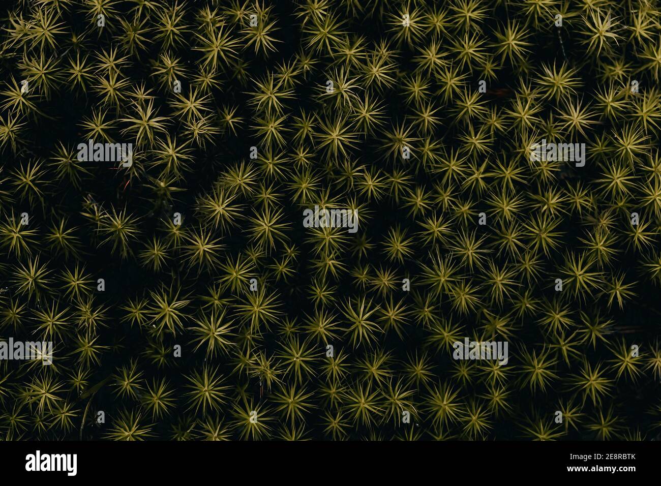 top view high contrast image of star-shaped moss Stock Photo - Alamy