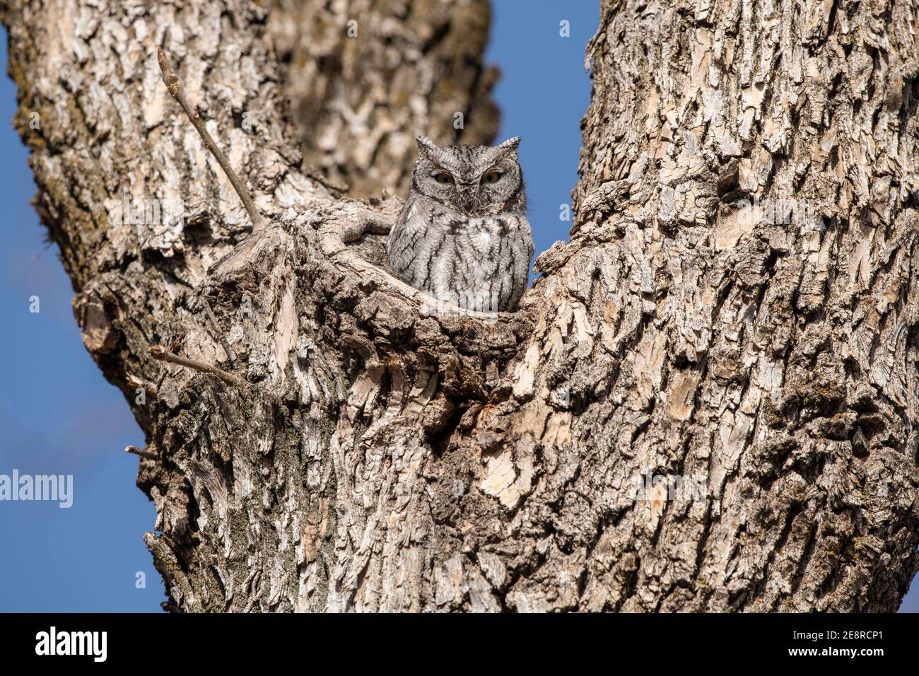 Eastern Screech Owl Camouflage