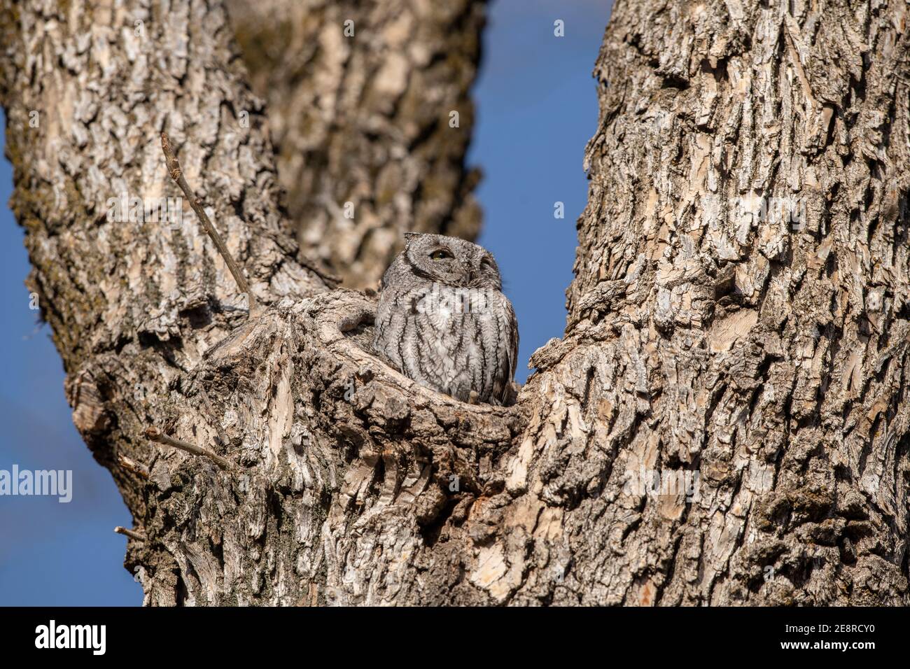 Eastern Screech Owl Camouflage