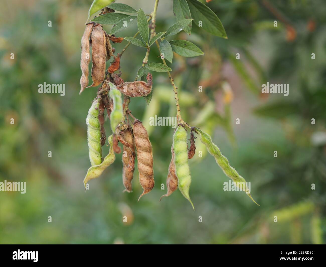 Kadios hi-res stock photography and images - Alamy