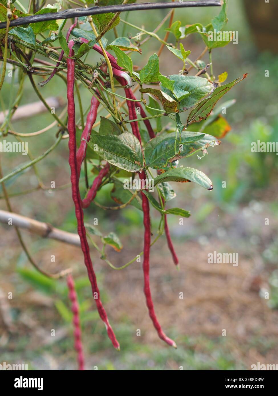 Vigna unguiculata hi-res stock photography and images - Alamy