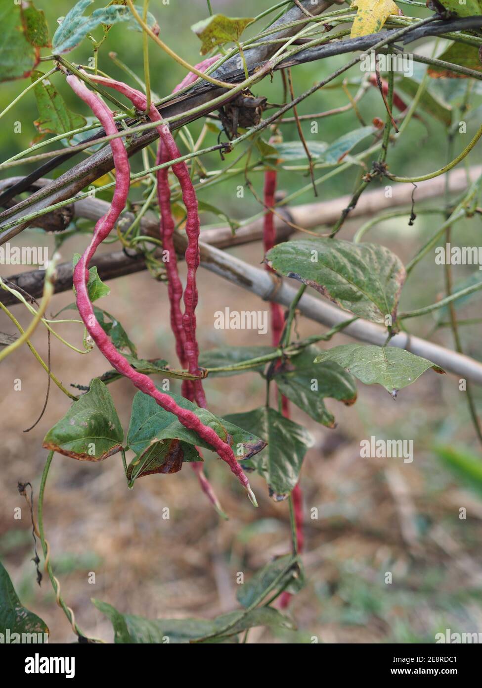 Vigna unguiculata sesquipedalis , Sesquipedalis, Magnoliophyta ...
