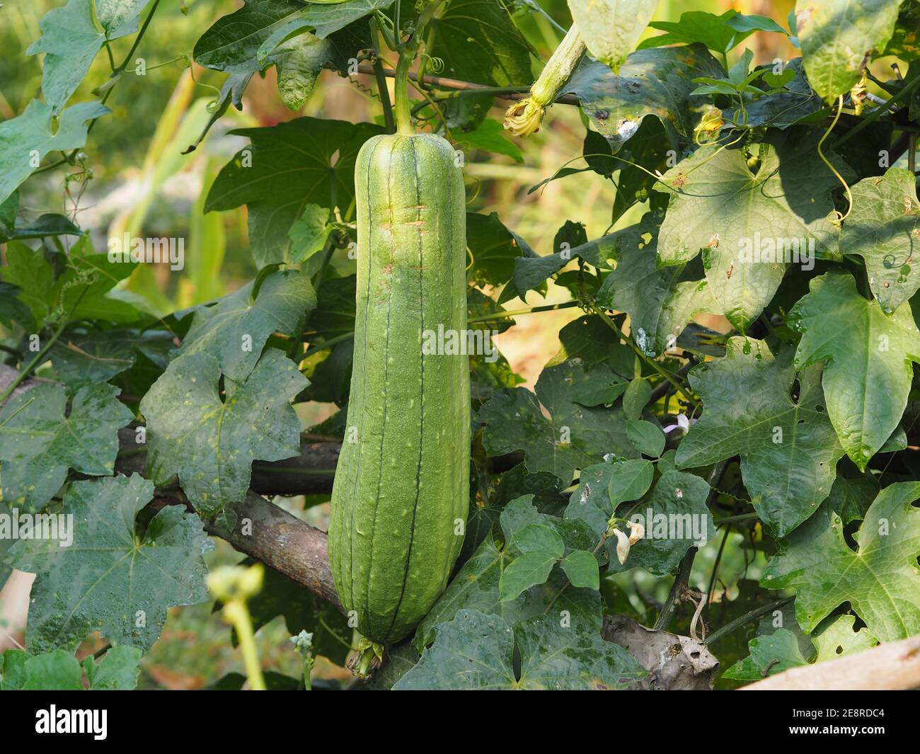luffa acutangular, Cucurbitaceae green vegetable fresh in garden on ...