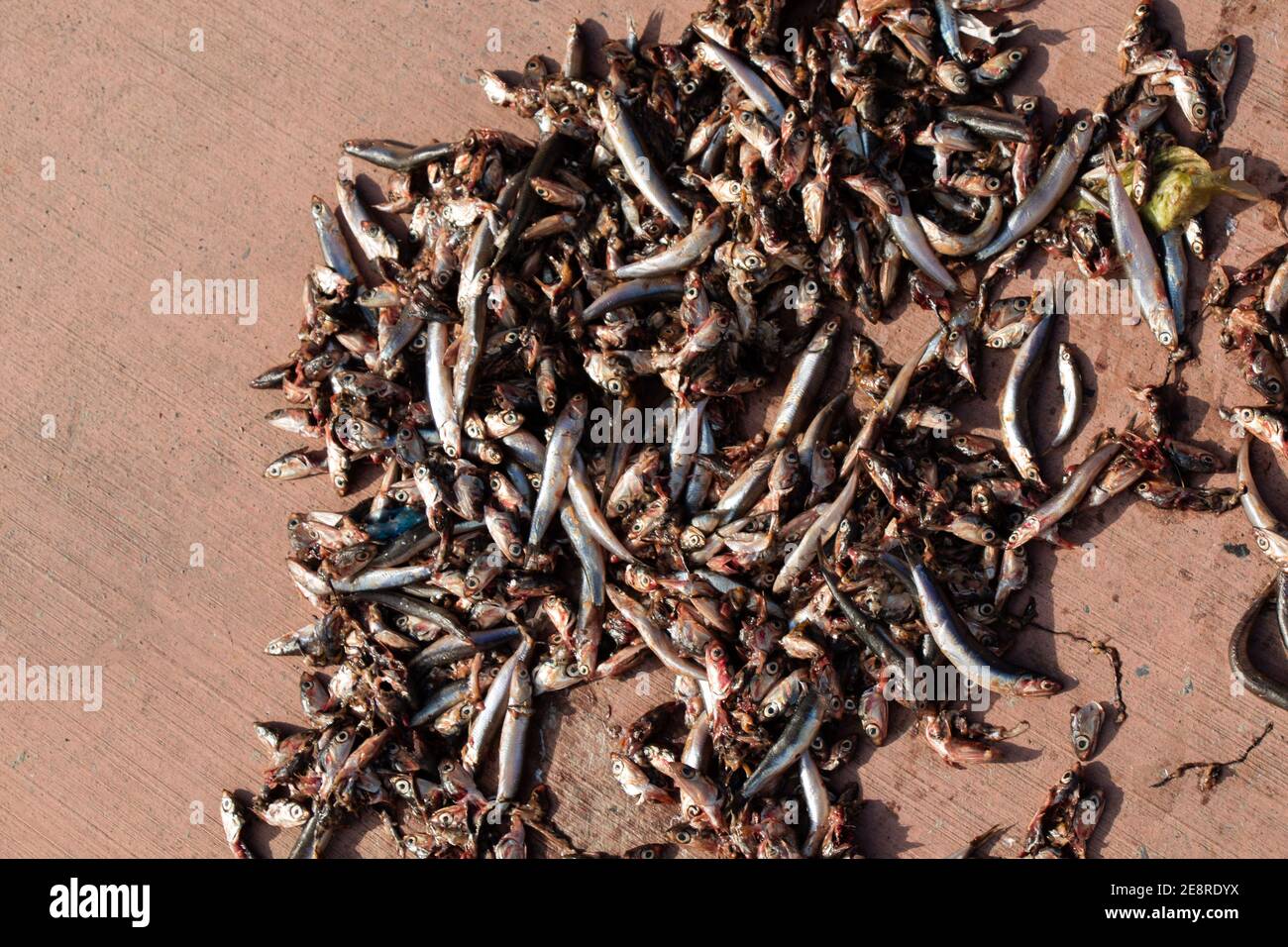 The remains of small dead fish on ground Stock Photo - Alamy