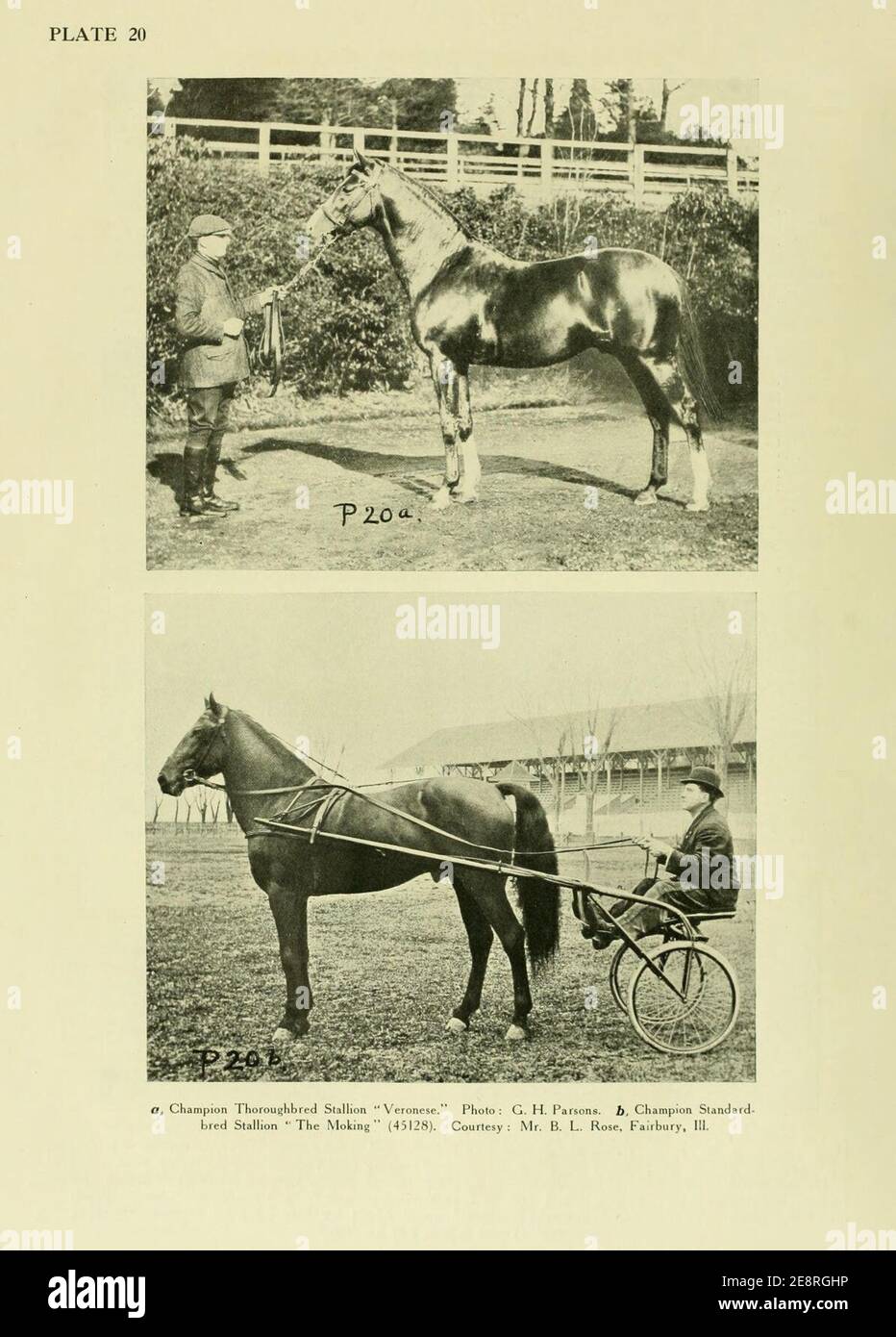 Modern horse management Stock Photo - Alamy