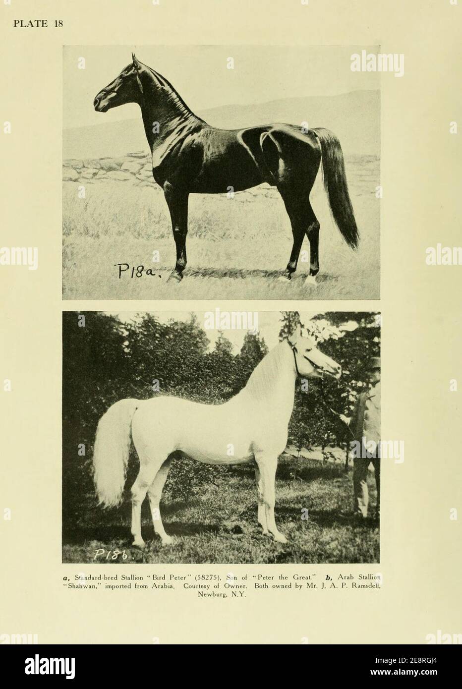 Modern horse management Stock Photo - Alamy