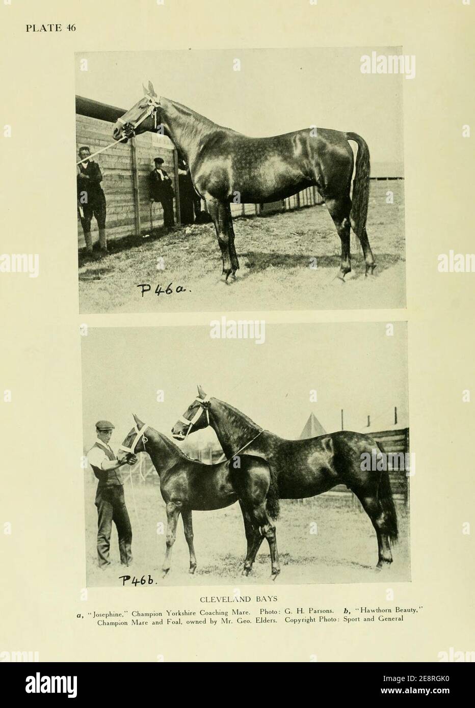 Modern horse management Stock Photo - Alamy