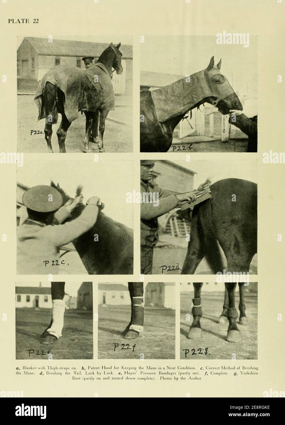 Modern horse management Stock Photo - Alamy