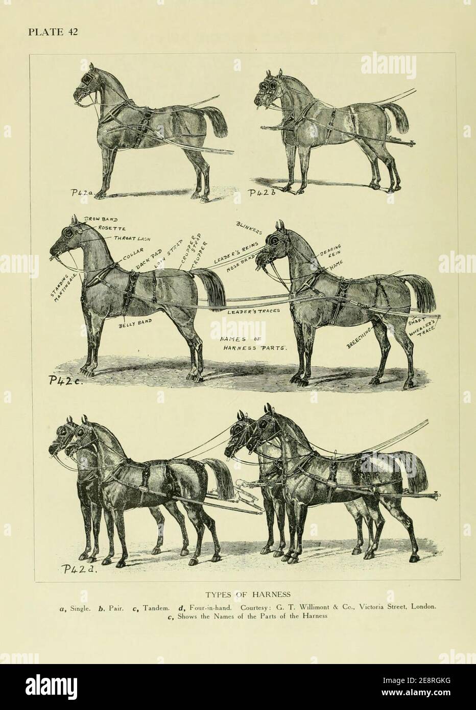 Modern horse management Stock Photo - Alamy