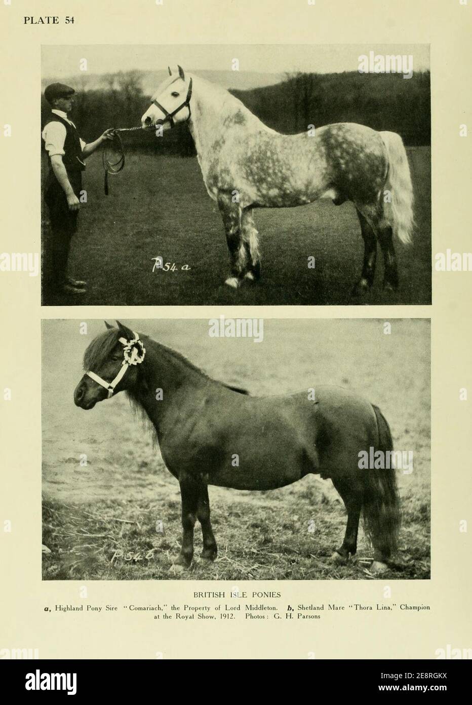 Modern horse management Stock Photo - Alamy