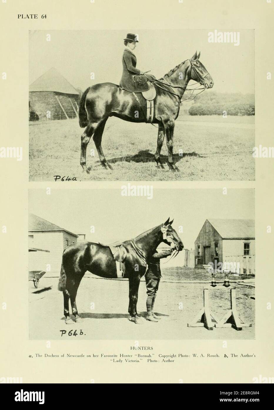 Modern horse management Stock Photo - Alamy