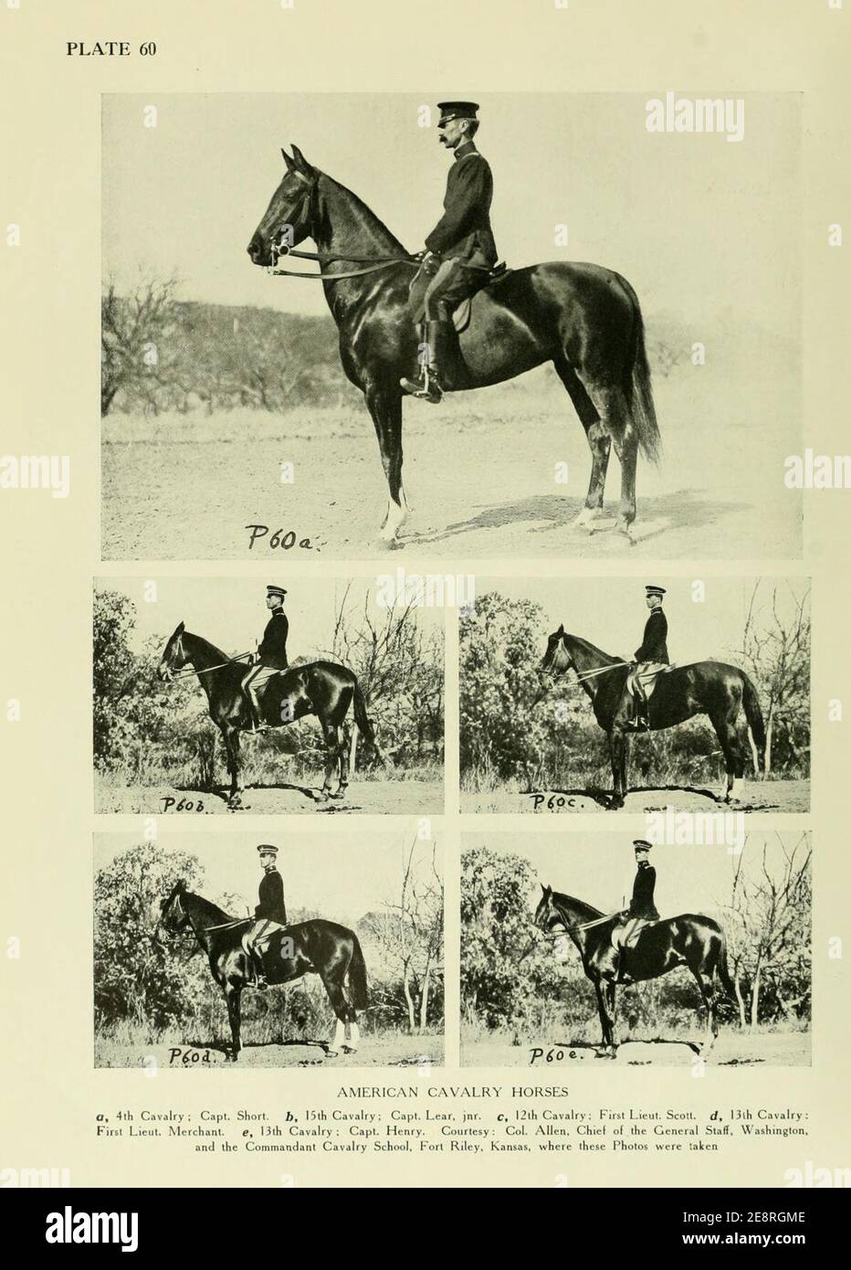 Modern horse management Stock Photo - Alamy