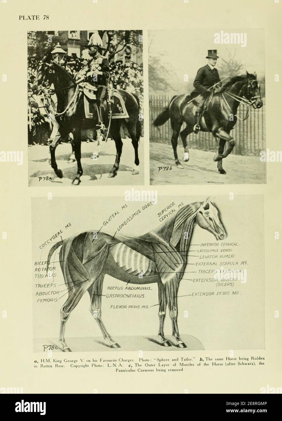 Modern horse management Stock Photo - Alamy