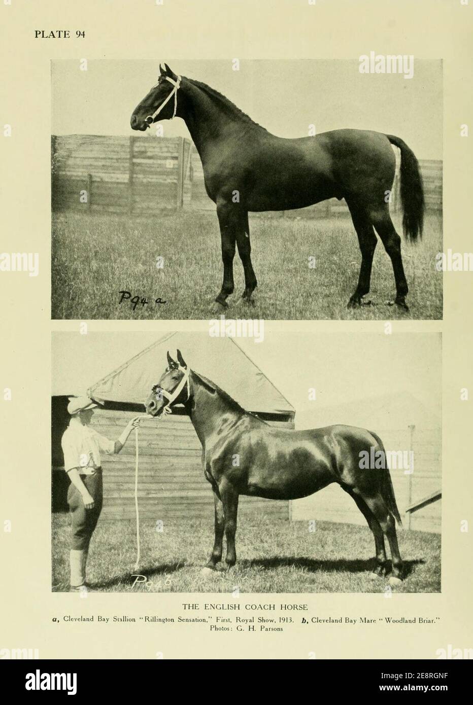 Modern horse management Stock Photo - Alamy