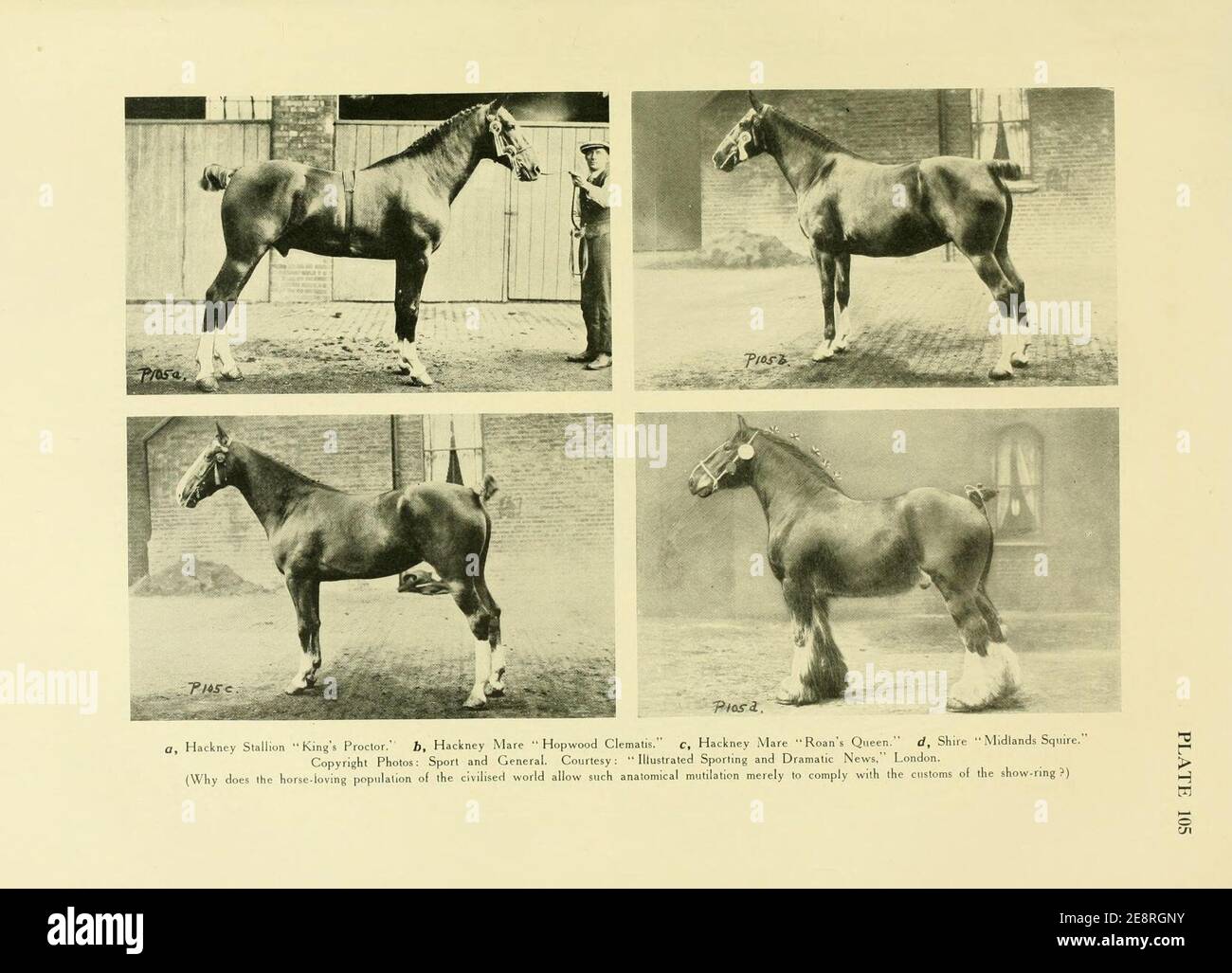 Modern horse management Stock Photo - Alamy