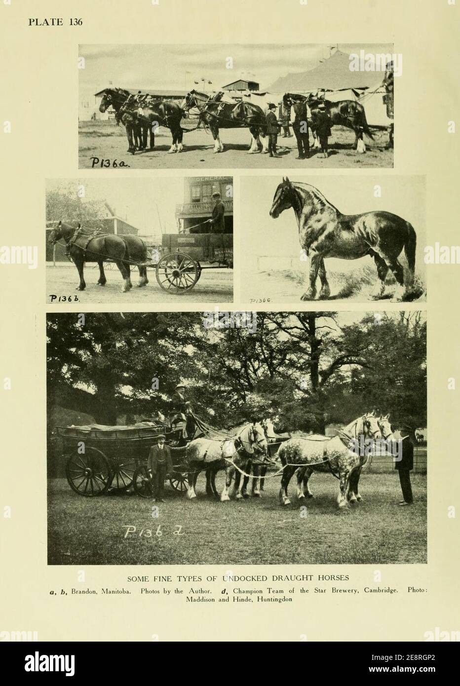 Modern horse management Stock Photo - Alamy
