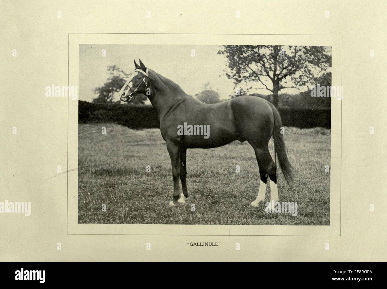 Modern horse management Stock Photo - Alamy