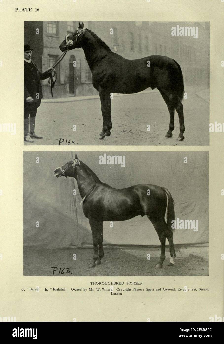 Modern horse management Stock Photo - Alamy