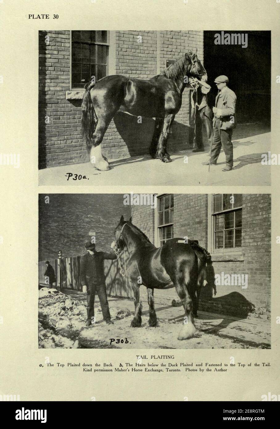Modern horse management Stock Photo - Alamy