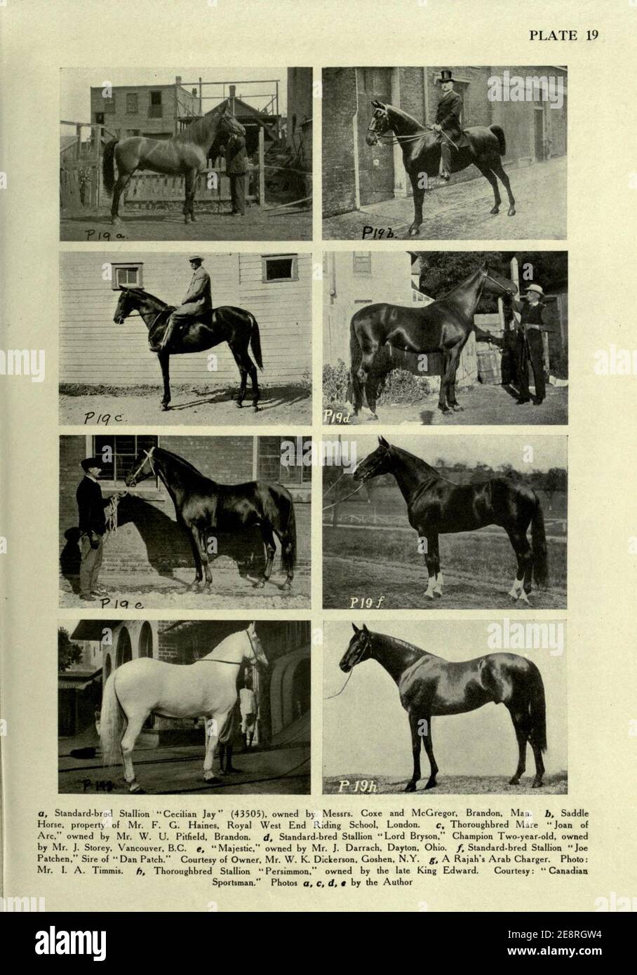 Modern horse management Stock Photo - Alamy