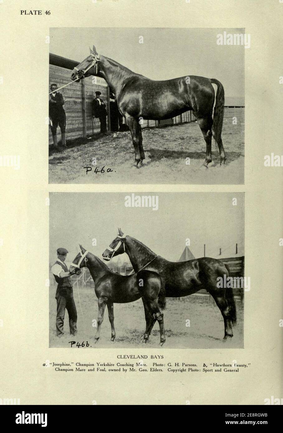 Modern horse management Stock Photo - Alamy