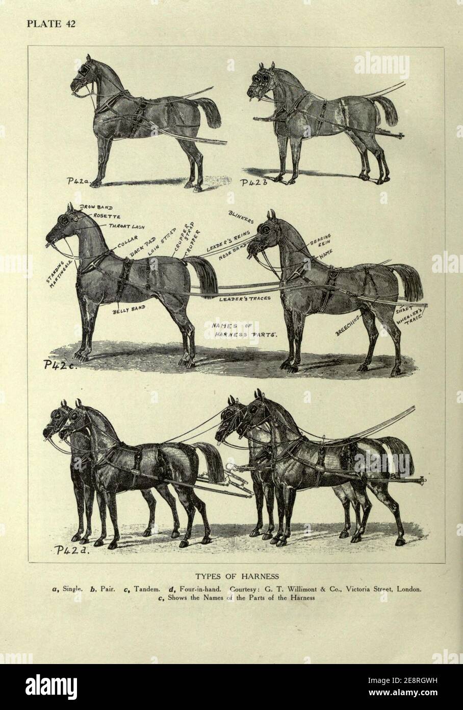 Modern horse management Stock Photo - Alamy