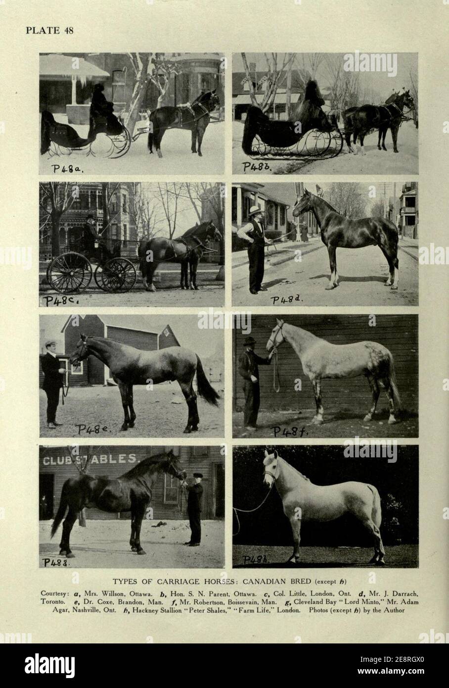 Modern horse management Stock Photo - Alamy