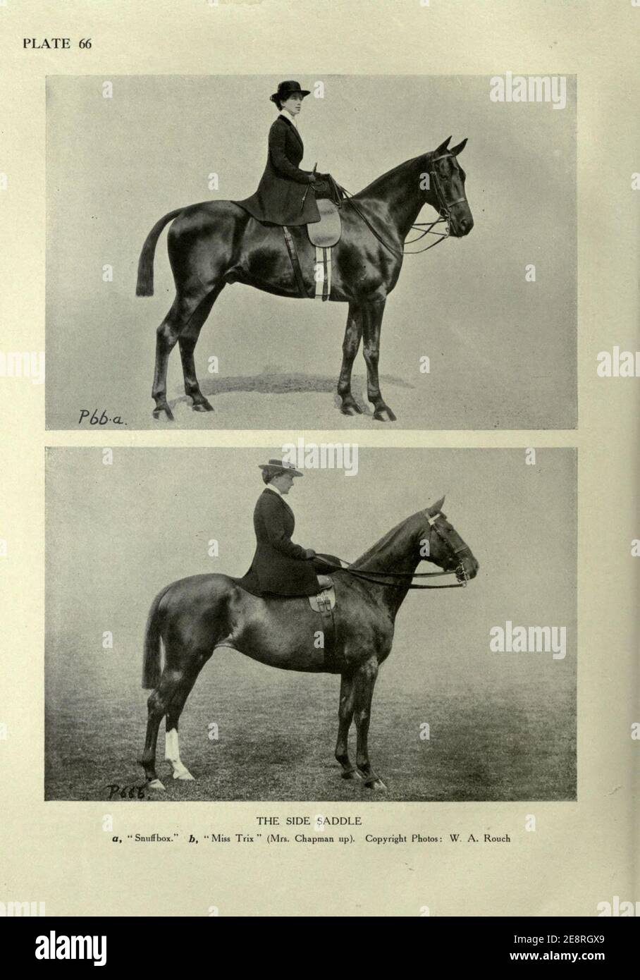 Modern horse management Stock Photo - Alamy