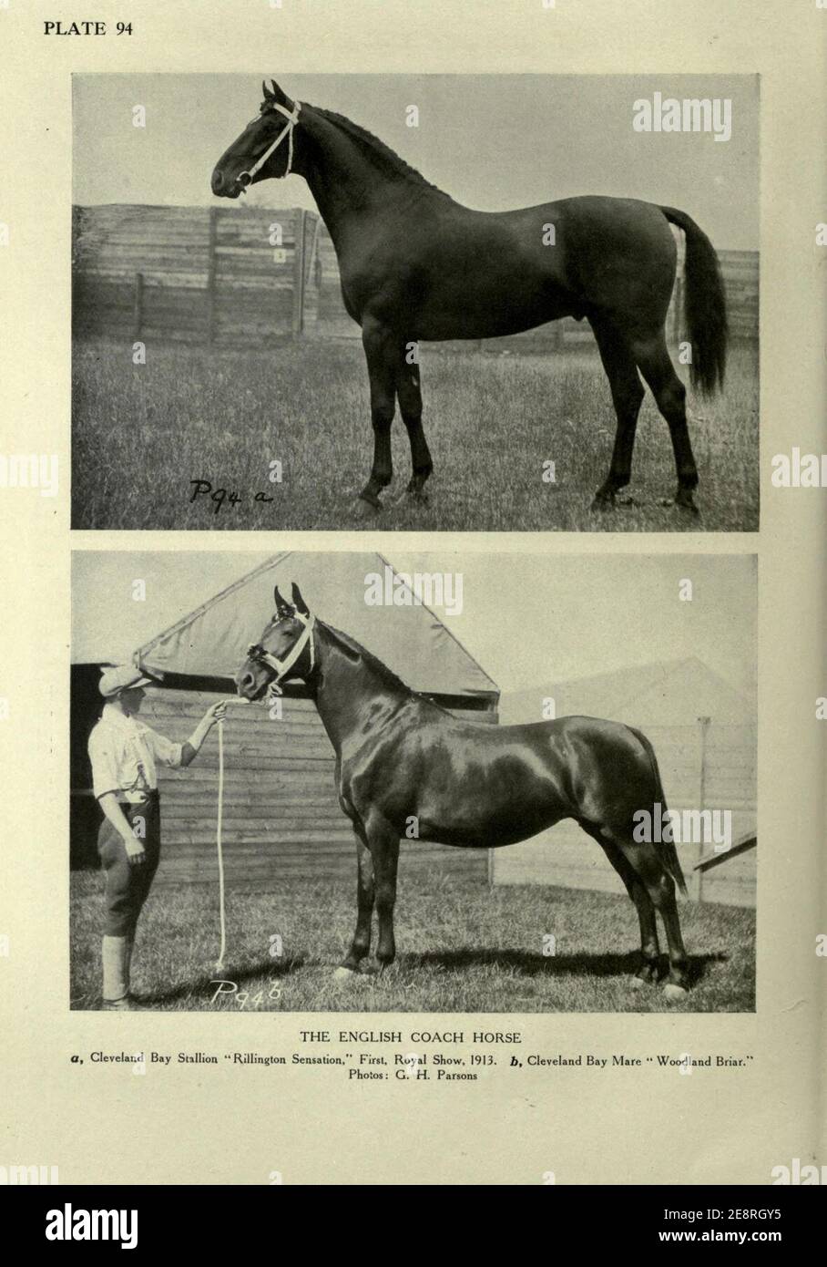 Modern horse management Stock Photo - Alamy