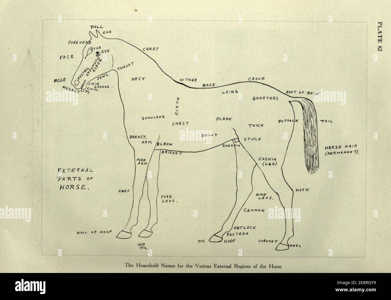 Modern horse management Stock Photo - Alamy