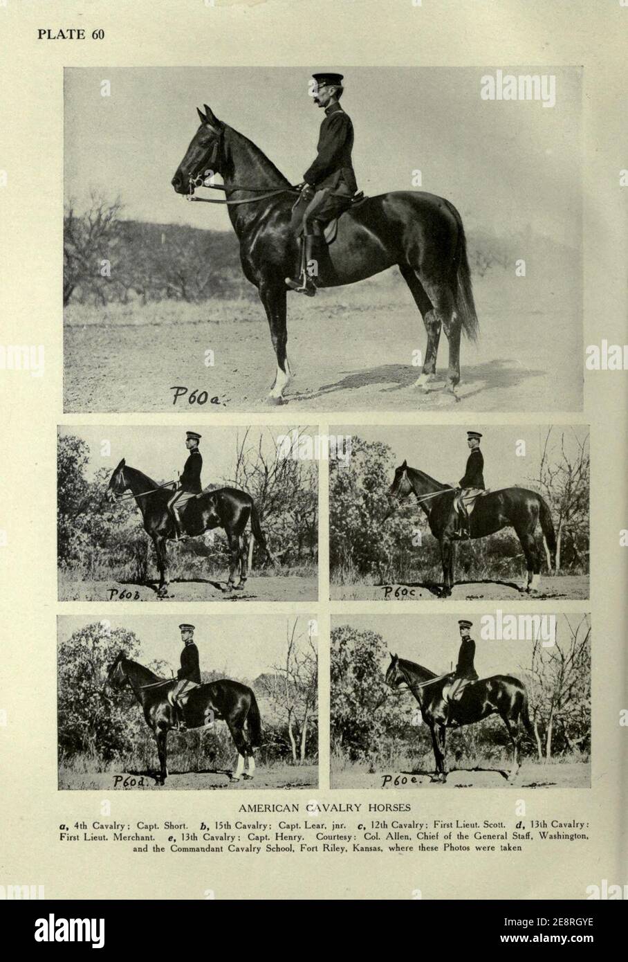 Modern horse management Stock Photo - Alamy