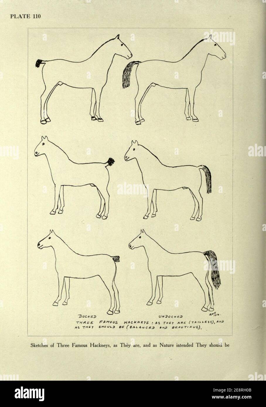 Modern horse management Stock Photo - Alamy