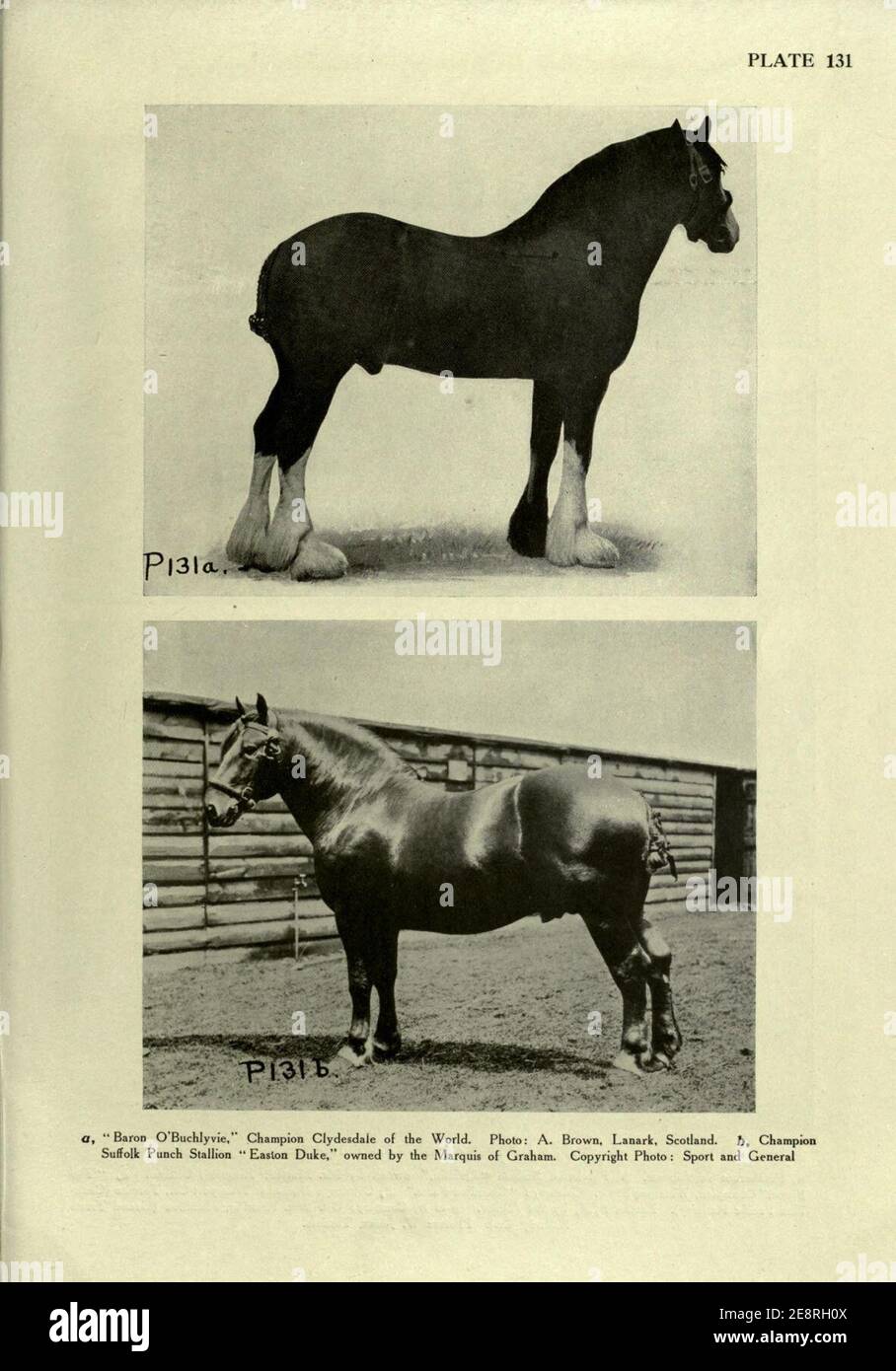 Modern horse management Stock Photo - Alamy