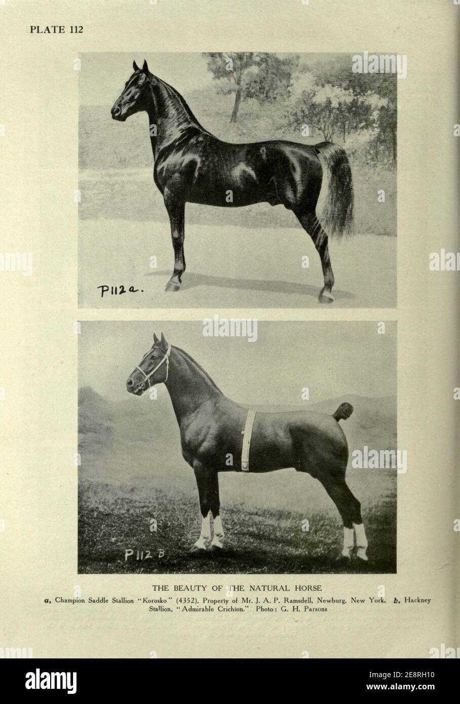 Modern horse management Stock Photo - Alamy