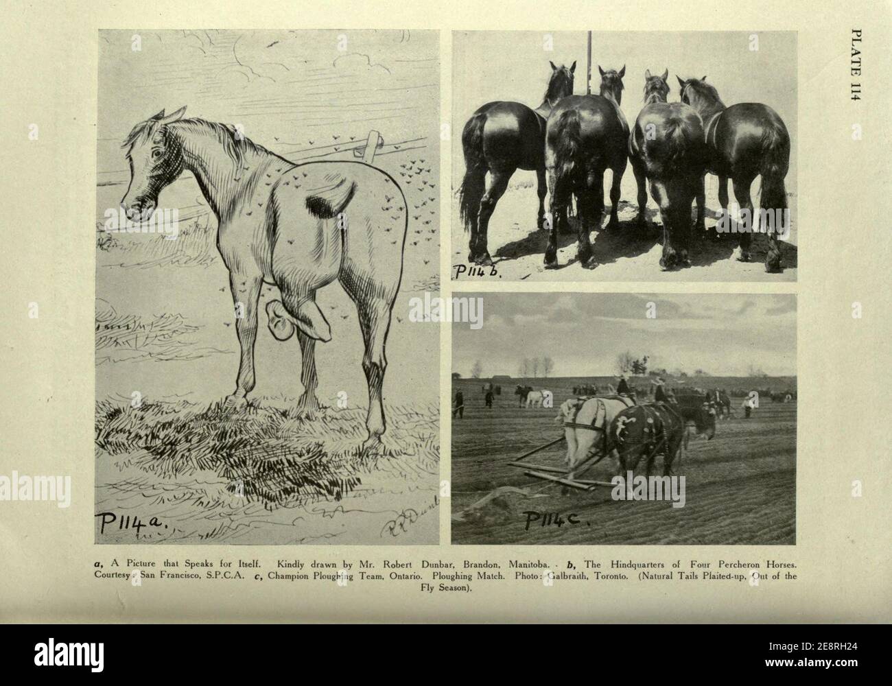Modern horse management Stock Photo - Alamy