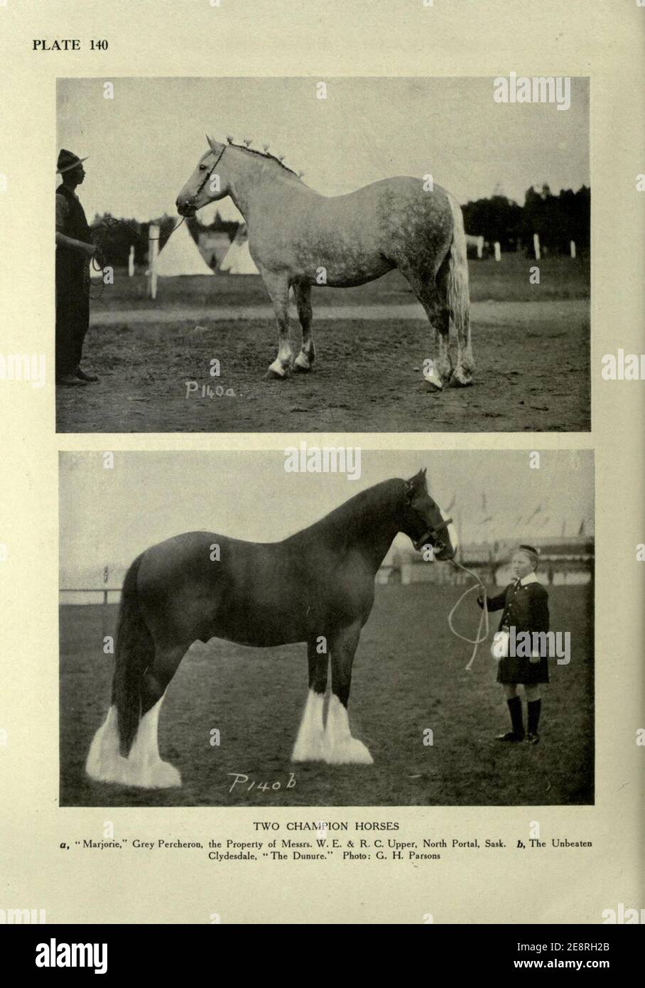 Modern horse management Stock Photo - Alamy