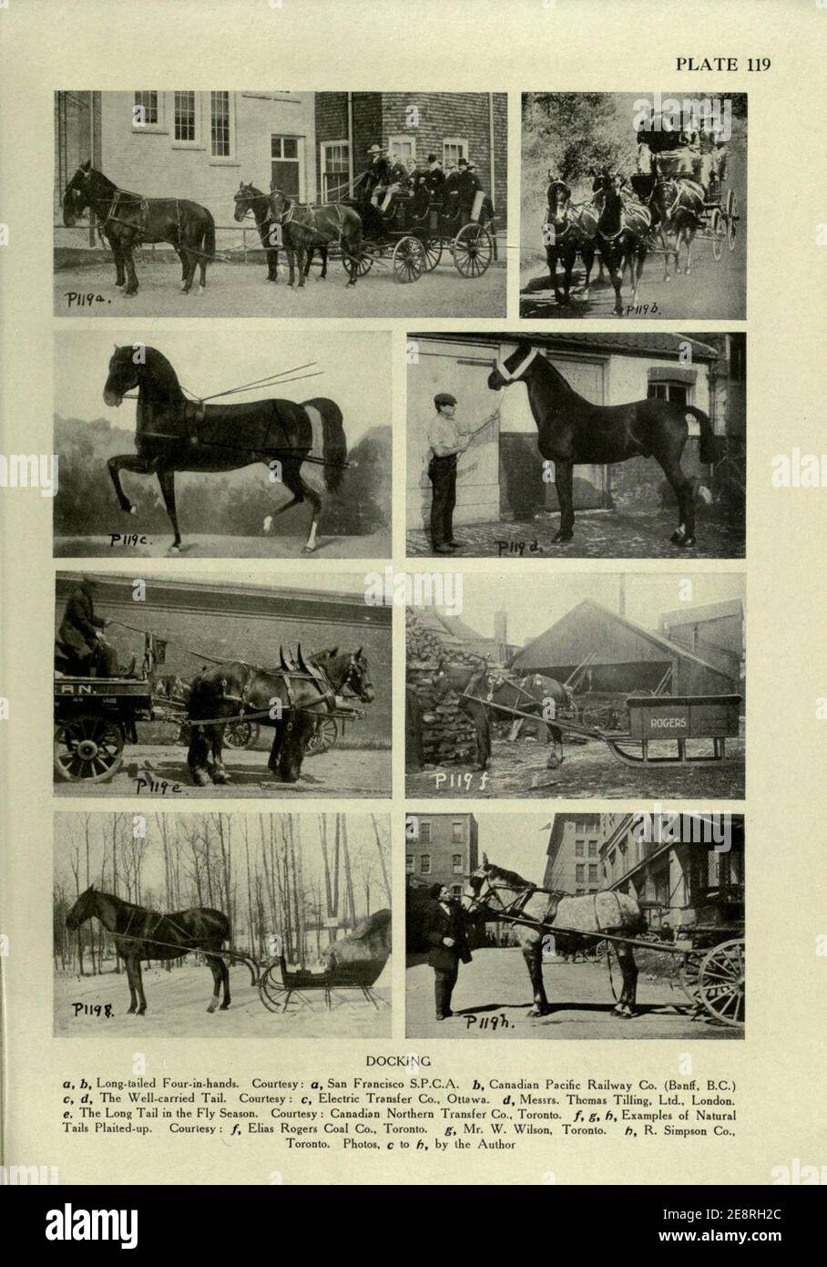 Modern horse management Stock Photo - Alamy