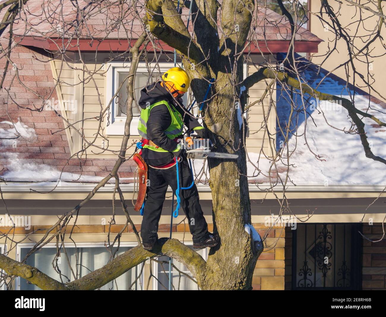 Tree trimmer at work Stock Photo - Alamy