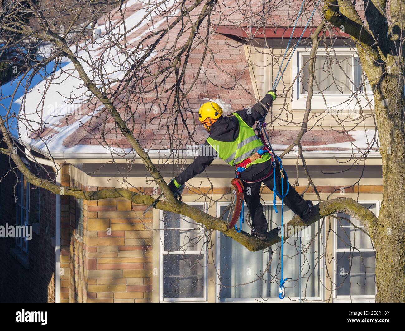 Tree trimmer at work Stock Photo - Alamy
