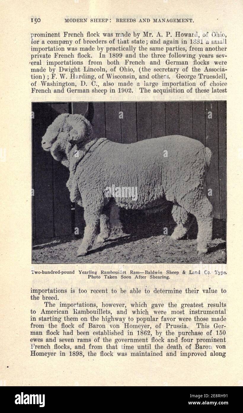 Modern sheep, breeds and management (Page 150 Stock Photo - Alamy