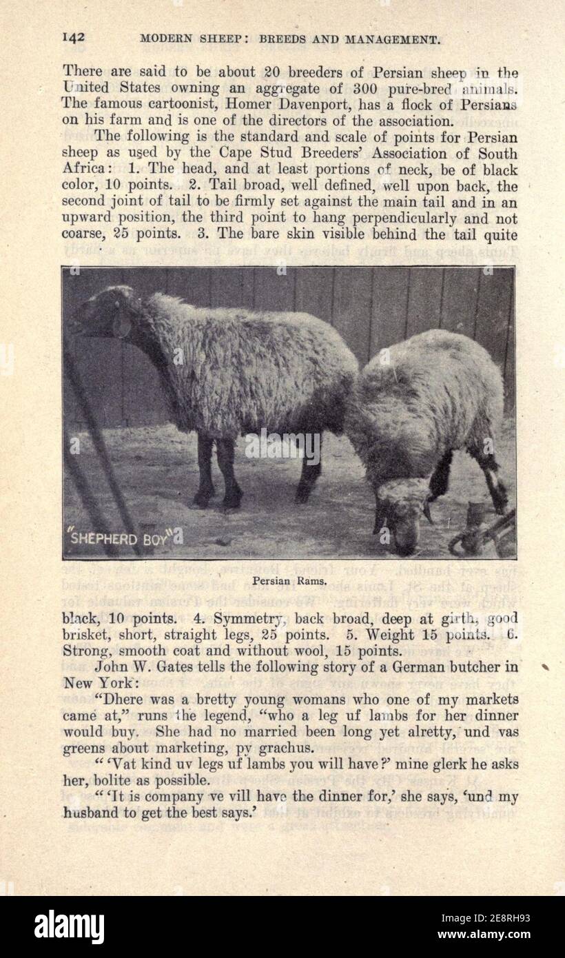 Modern sheep, breeds and management (Page 142 Stock Photo - Alamy