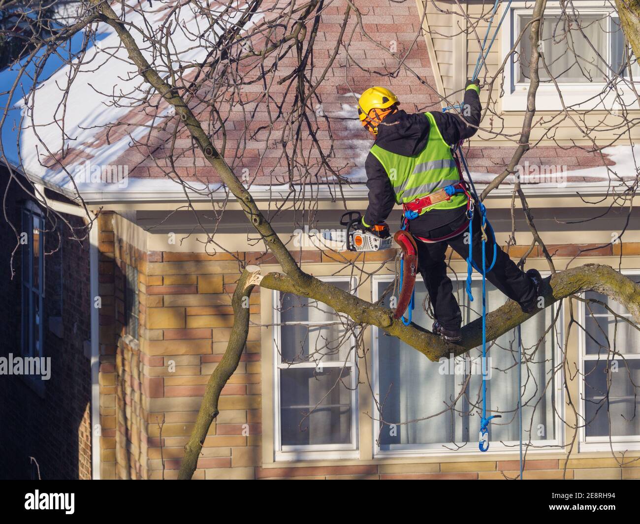 Tree trimmer at work Stock Photo - Alamy