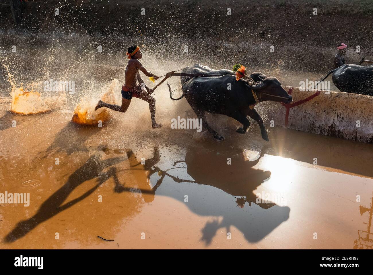 Kambala mangalore hi-res stock photography and images - Alamy