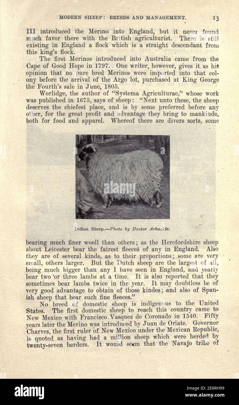 Modern sheep, breeds and management (Page 13 Stock Photo - Alamy