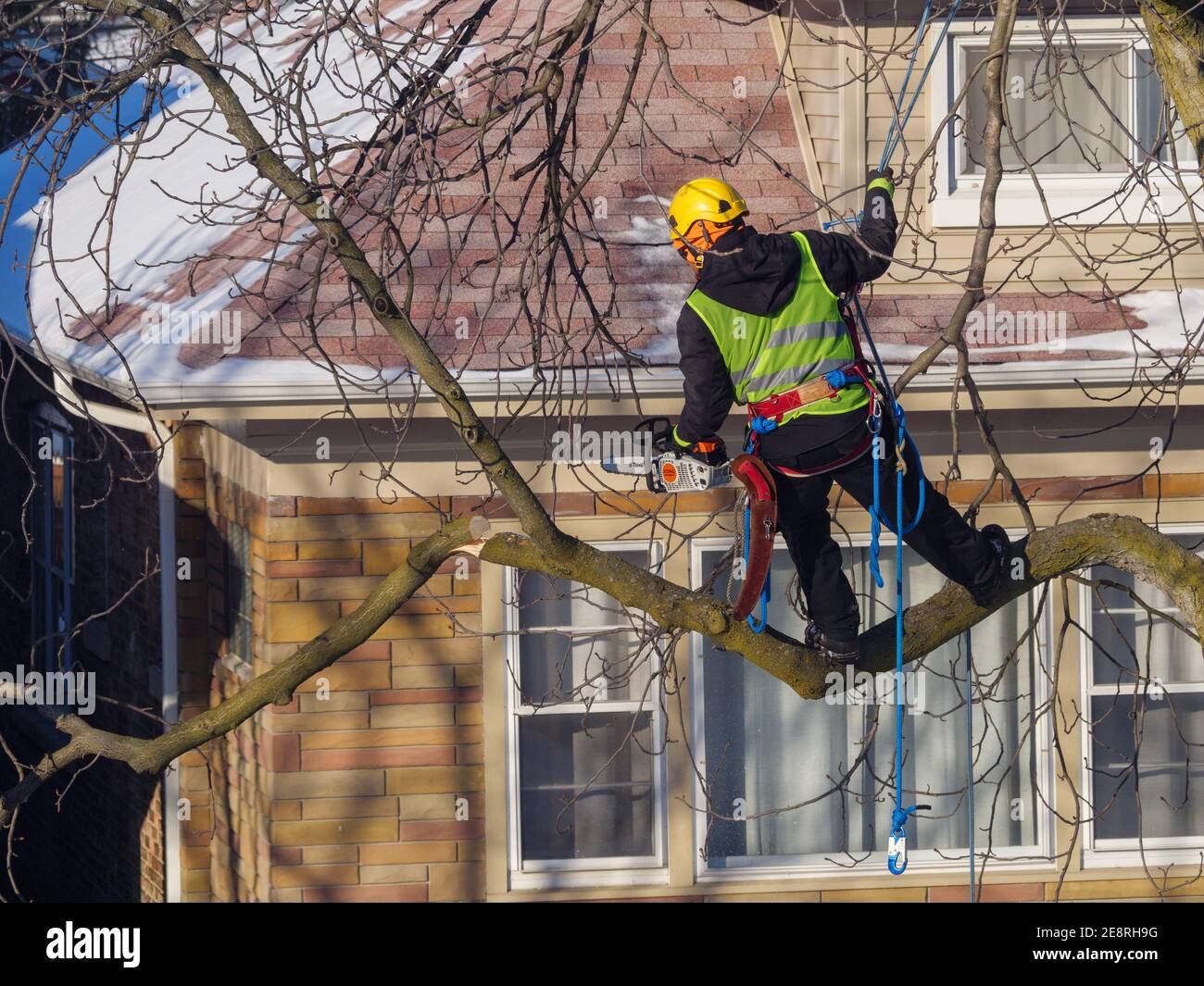 Tree trimmer at work Stock Photo - Alamy