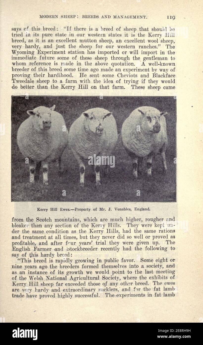 Modern sheep, breeds and management (Page 119 Stock Photo - Alamy
