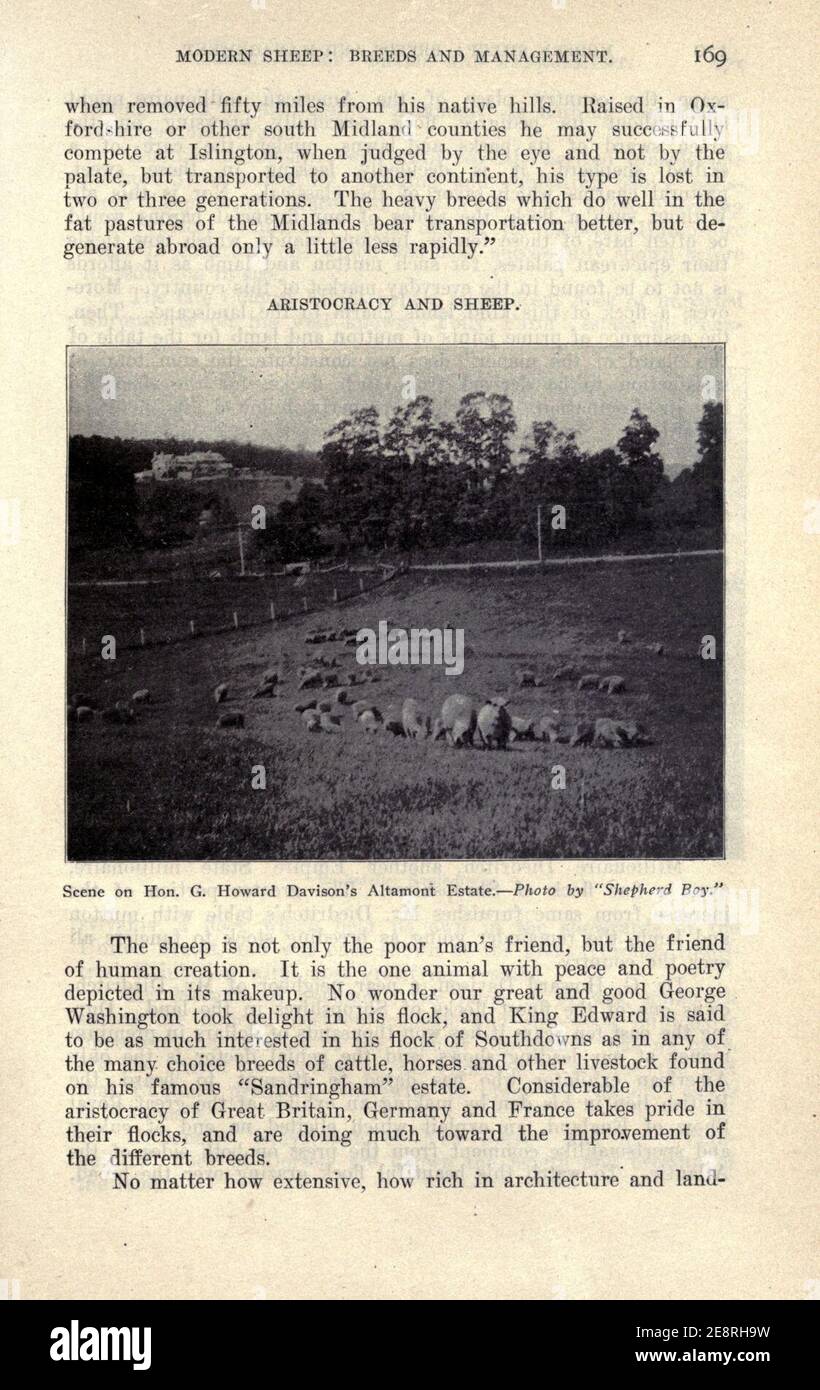 Modern sheep, breeds and management (Page 169 Stock Photo - Alamy