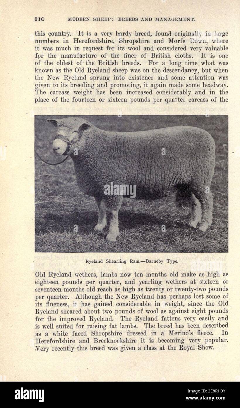 Modern sheep, breeds and management (Page 110 Stock Photo - Alamy